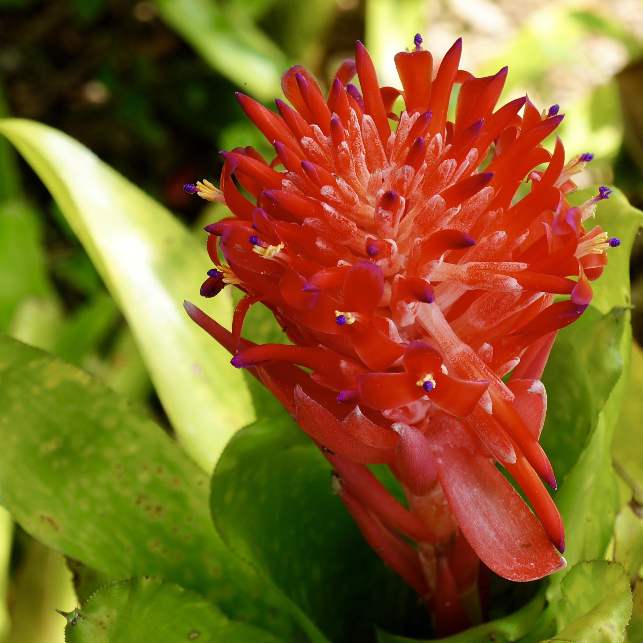 Bromeliad bloom | theINFP
