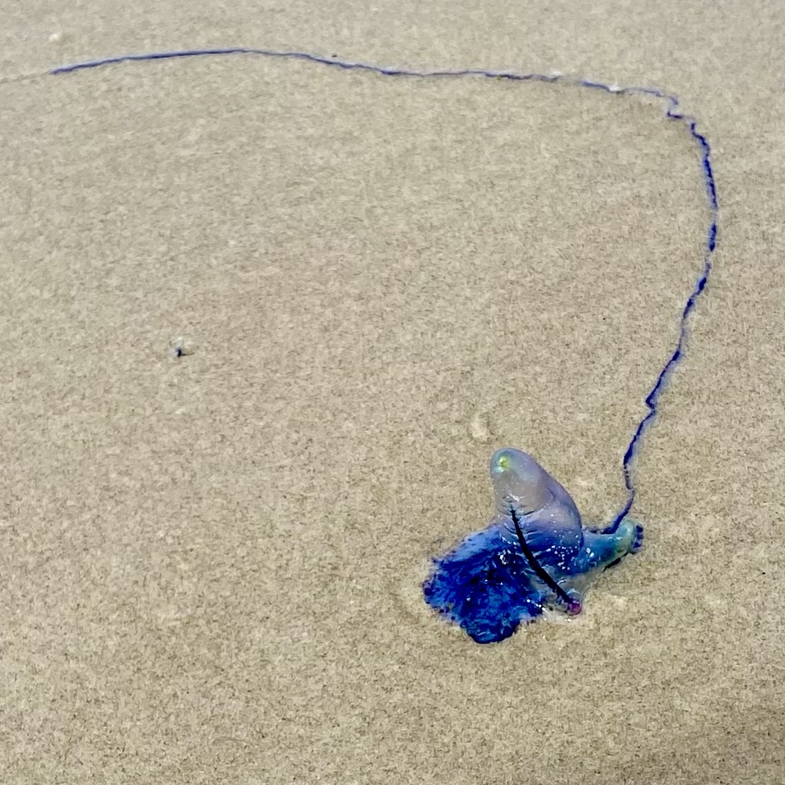 Blue bottle colonial jellyfish | theINFP